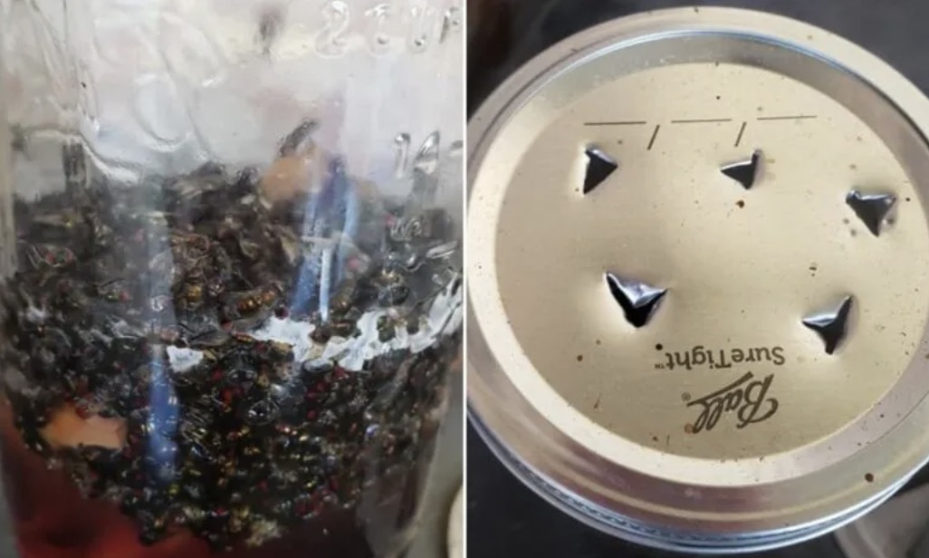 9 Ways To Keep Ants, Fleas, And Other Pests Out Of Your Home ...