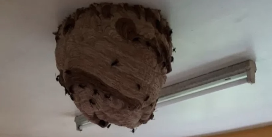 Large Asian Hornet nests found in abandoned house promoting fresh ...