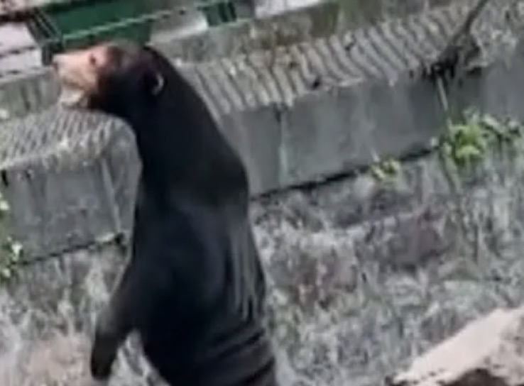 People think this sun bear is actually a human in a costume — zoo ...