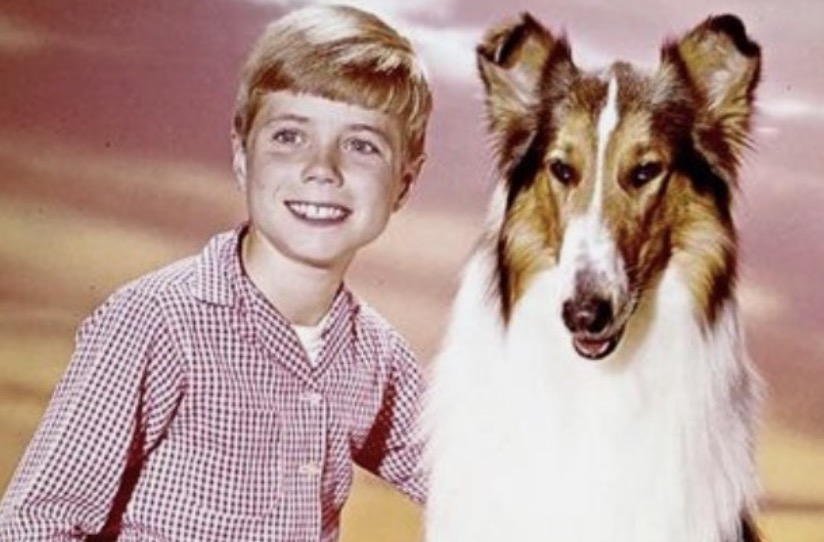 Lassie’s little Timmy reveals the secrets of TV’s most famous dog ...