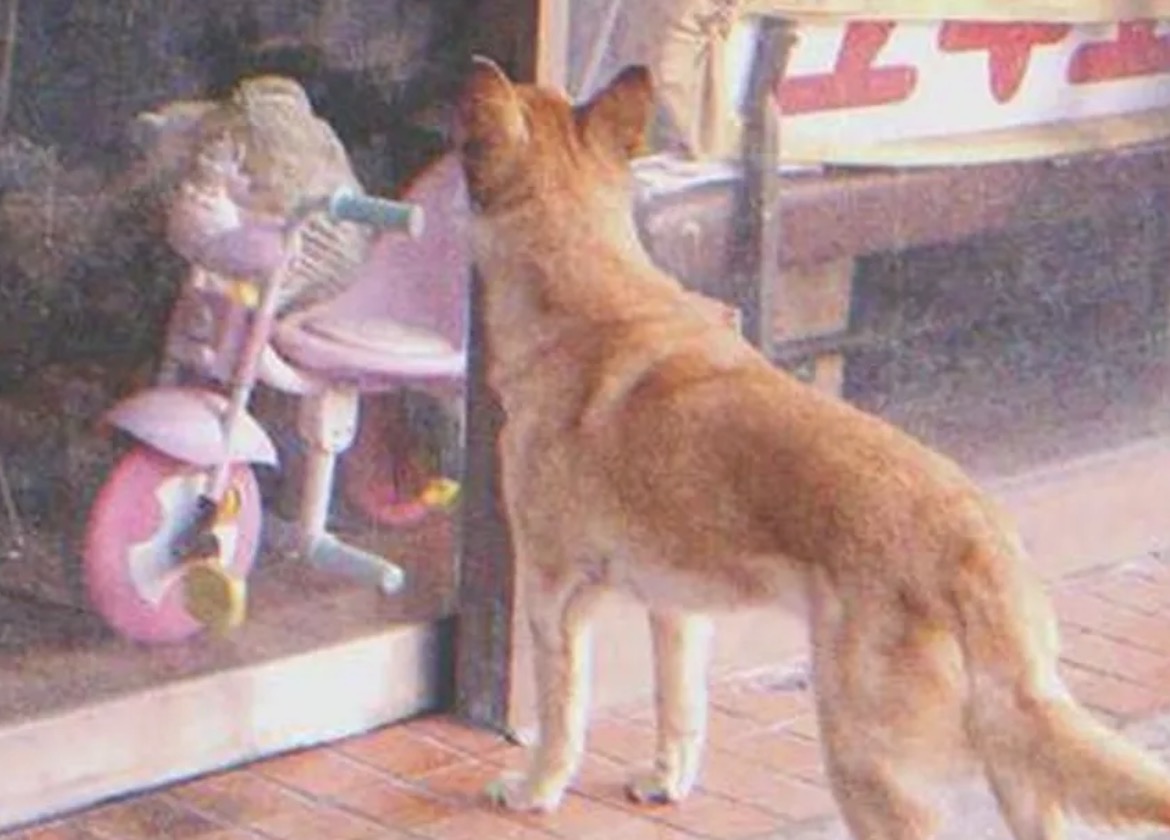 Dog Goes to Closed Store Daily then Leaves, One Evening Poor Boy ...