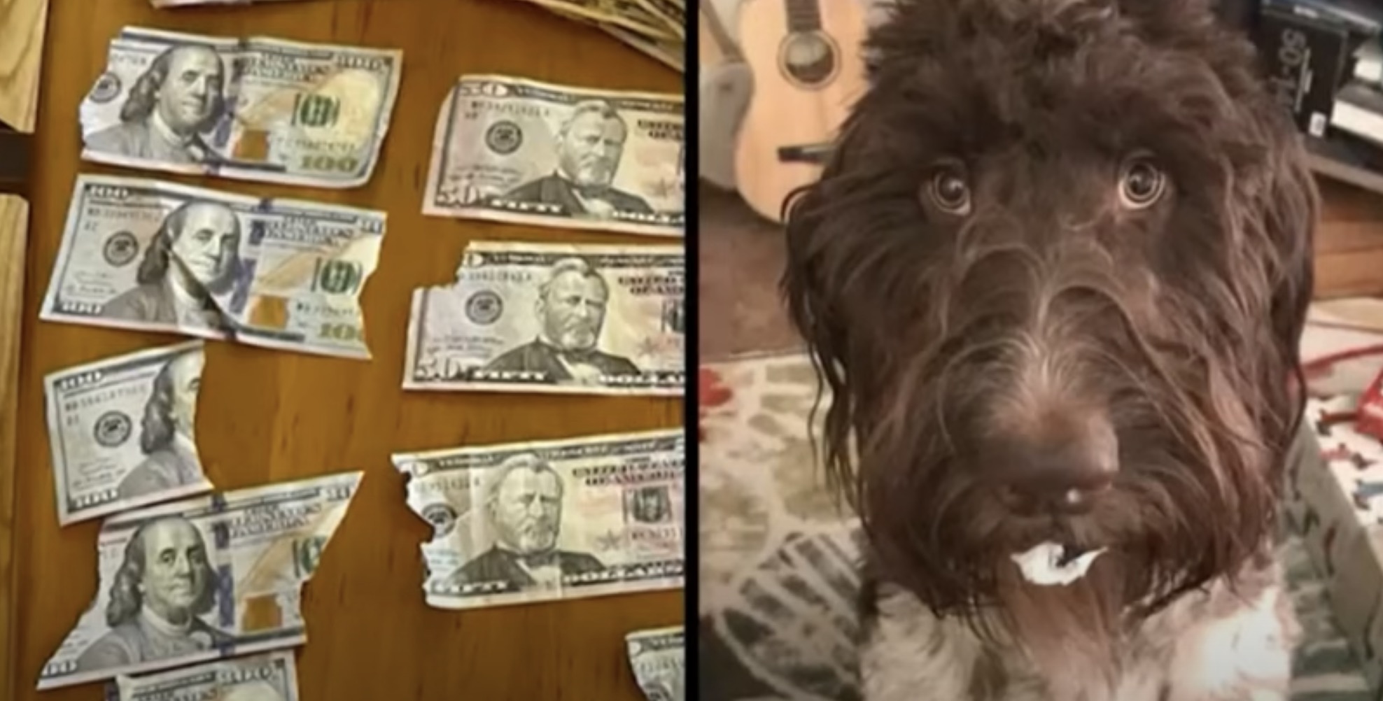 Dog Eats $4,000 In Cash: Guess How Owners Got It Back ...