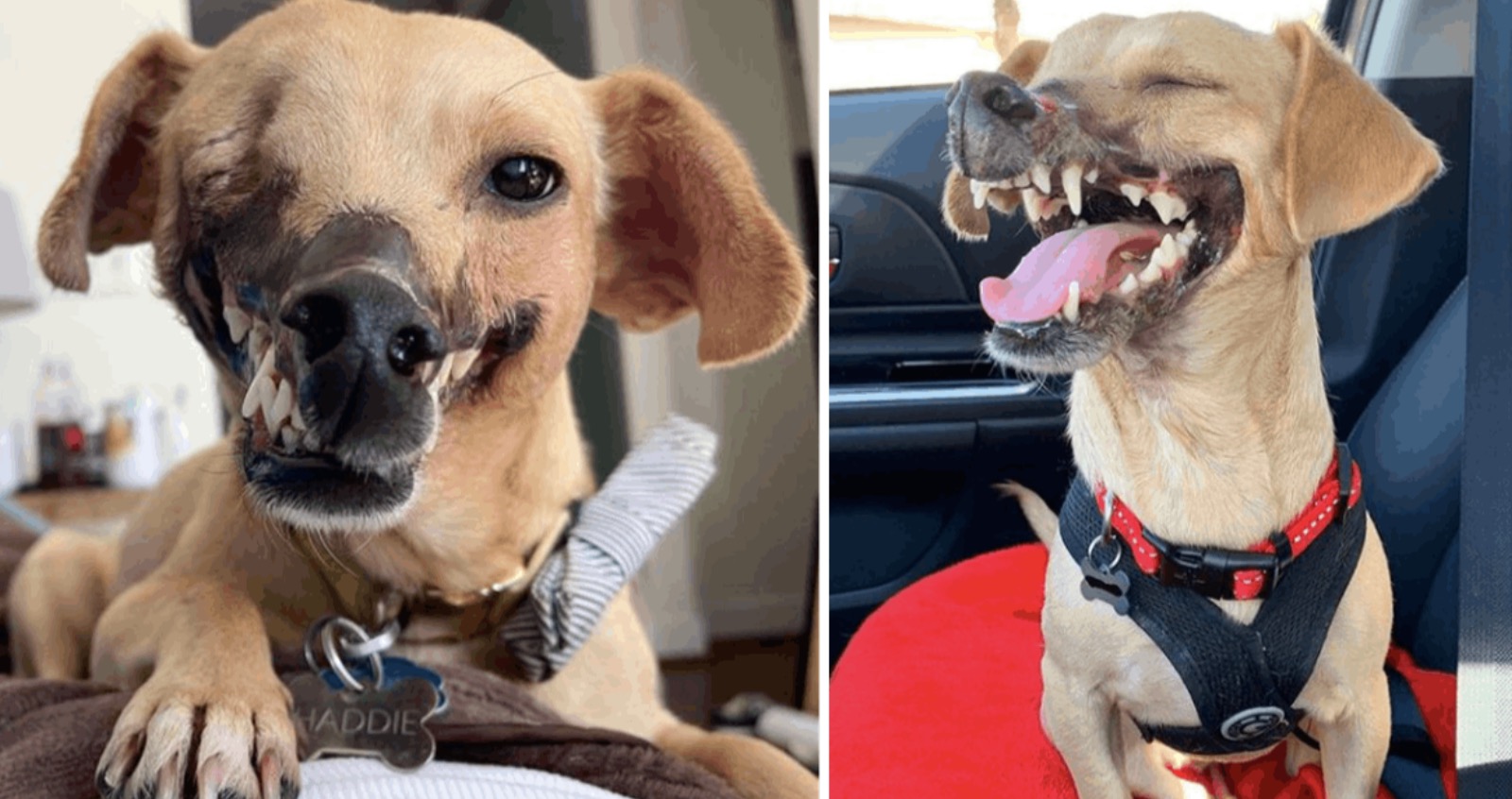 The Healing Power of Love: A Dog with a Crippled Face Finds a Home ...