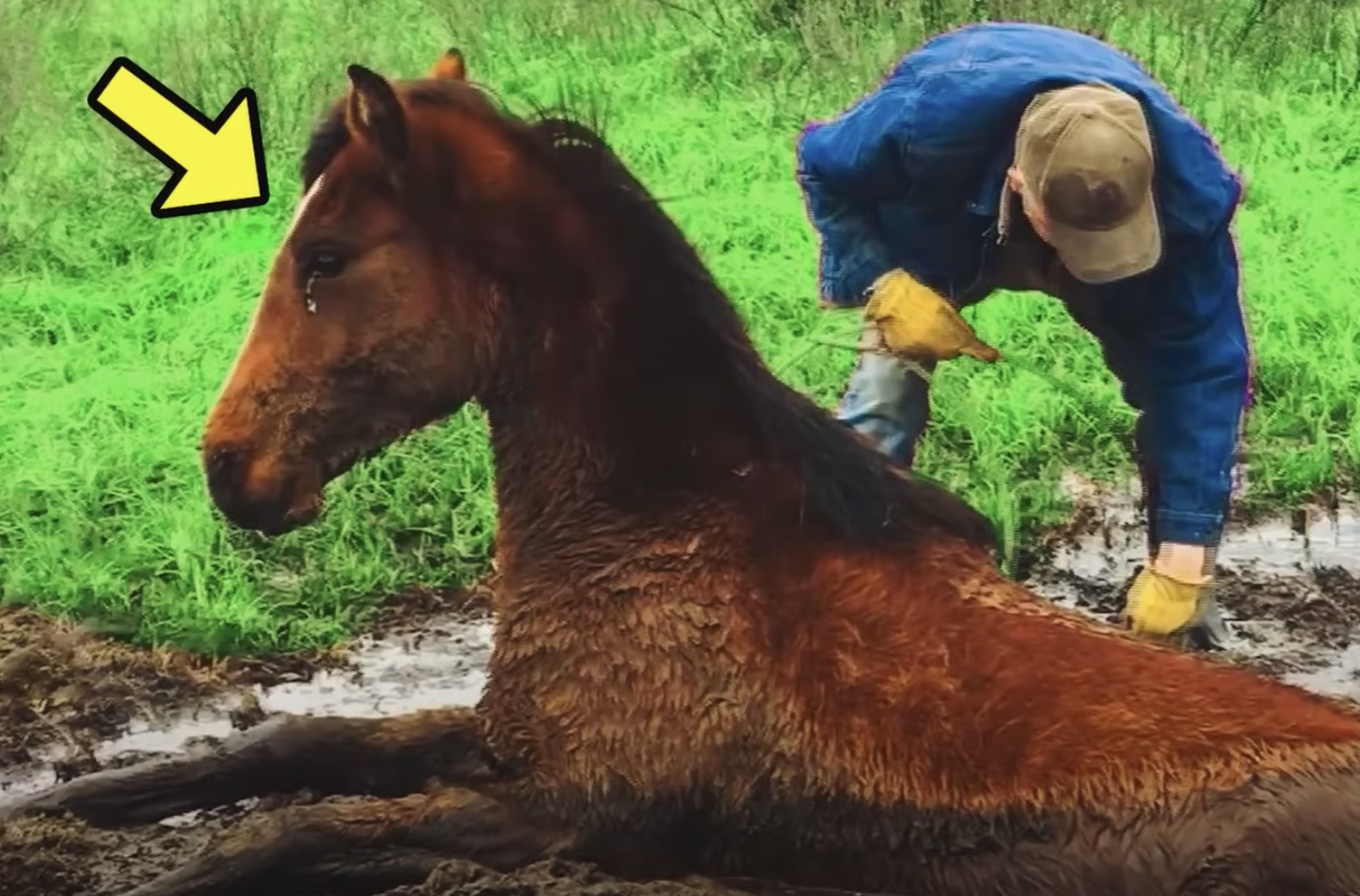 Man Rescued a Trapped Crying Wild Horse. How It Thanked Him is ...