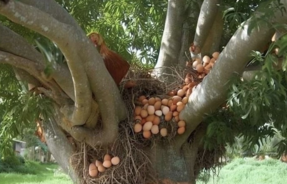 A Phenomenal Natural Marvel: Hens Nesting and Laying Eggs in Towering ...