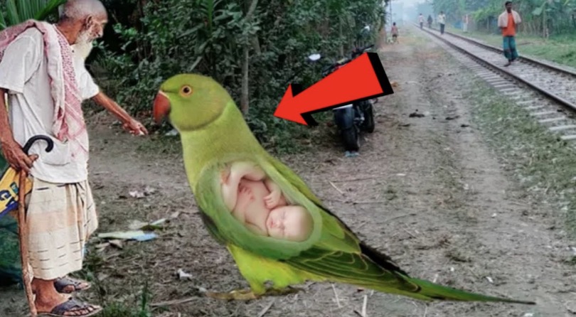 Incredible Metamorphosis: From a Massive 2-Meter Tall Pregnant Parrot ...