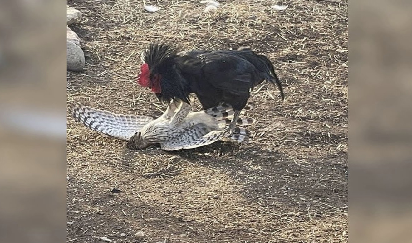 Epic Showdown: Fearless Chicken Faces Off Against Majestic Hawk in Jaw ...