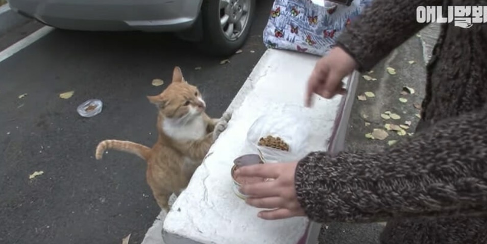 Stray cat refuses to eat unless she gets food in a bag ...