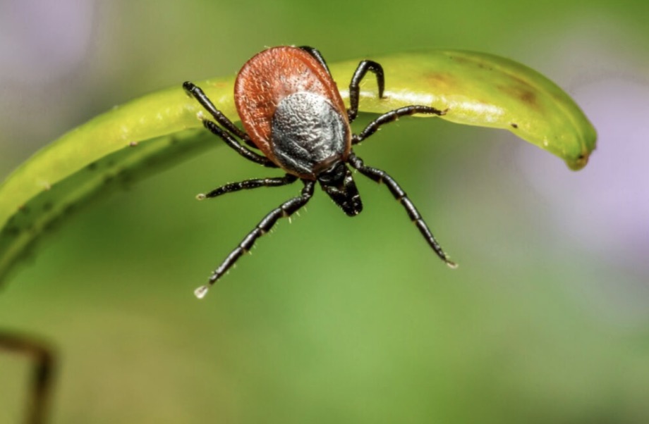 Steps to take when discovering a tick inside your home ...