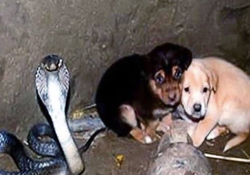 2 puppies fall into pit with a cobra – 48 hours later animal heroes are ...