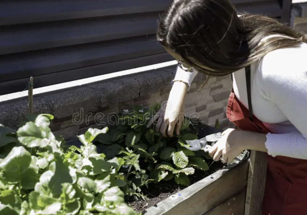 My neighbor repeatedly took fruits and vegetables from the modest garden I cultivated in my ...