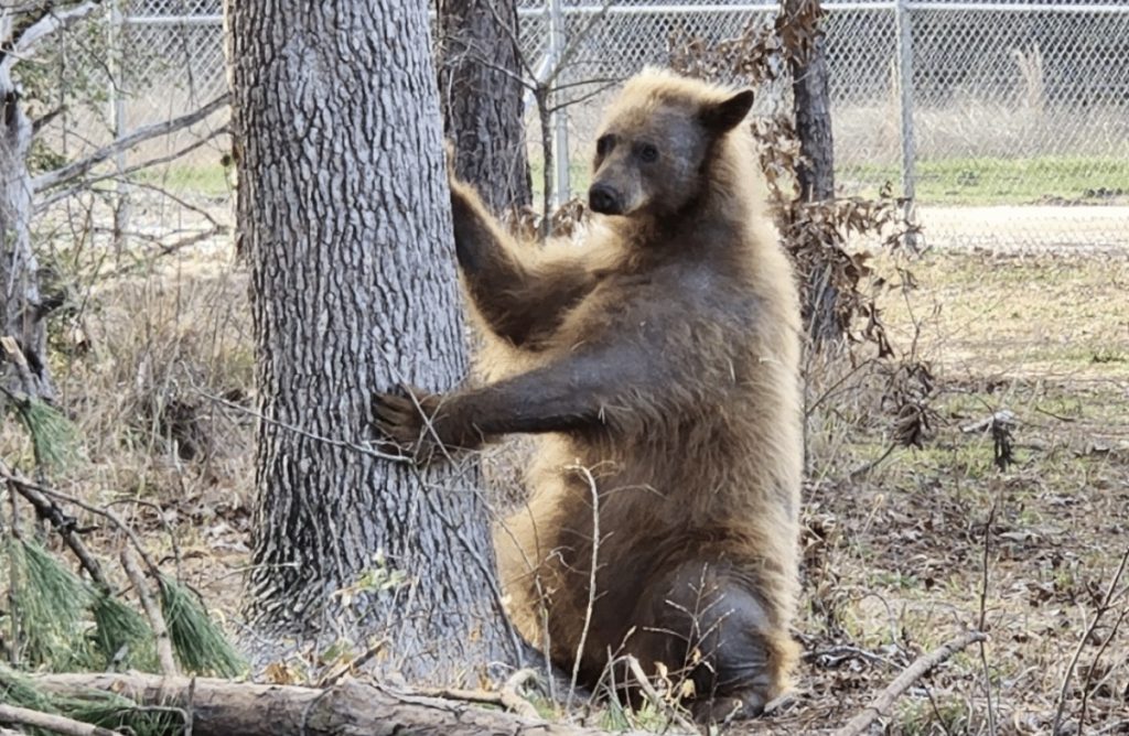 Miracle in the Wild: How a Hairless Bear Cub Regrew Its Coat in Just 12 ...