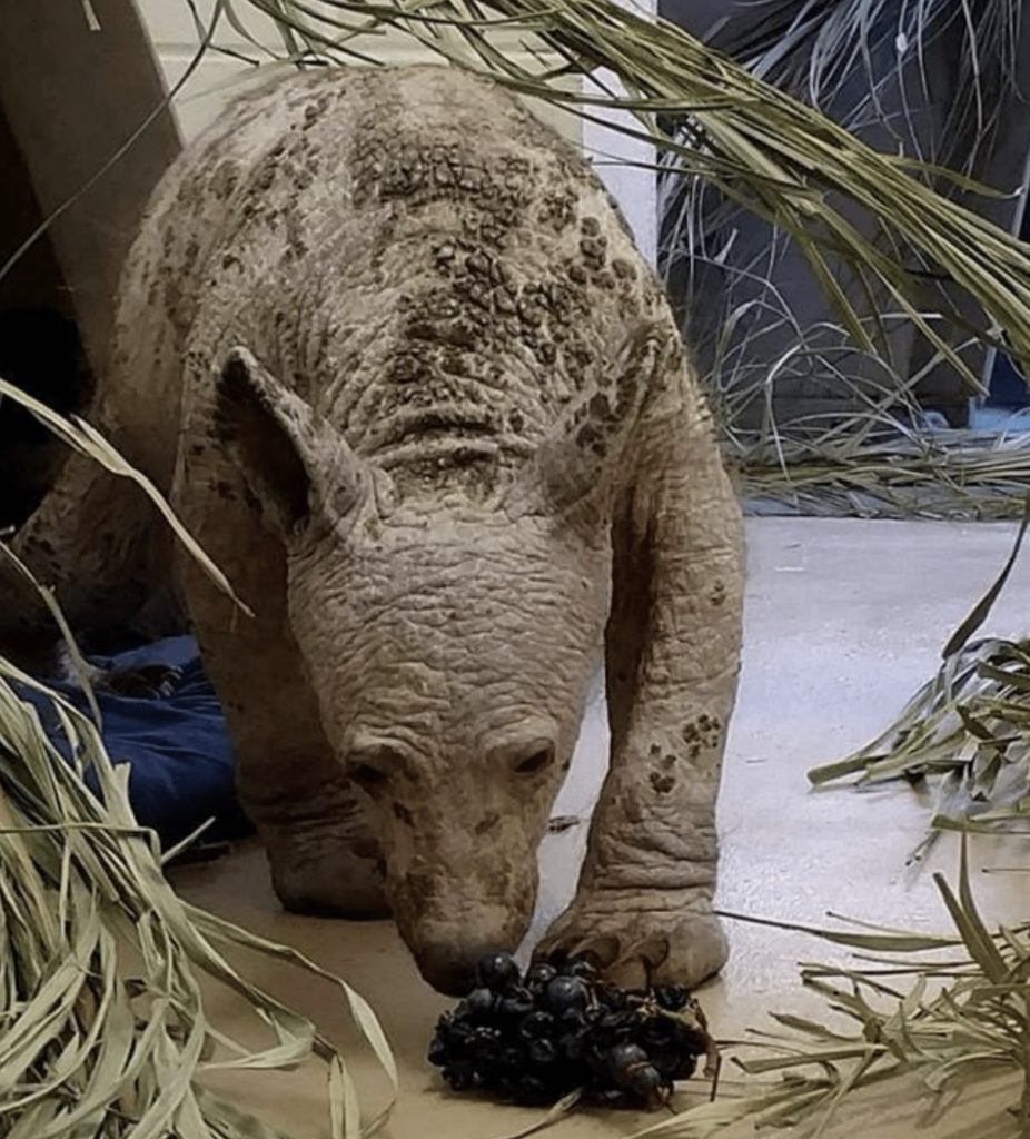 Miracle in the Wild: How a Hairless Bear Cub Regrew Its Coat in Just 12 ...